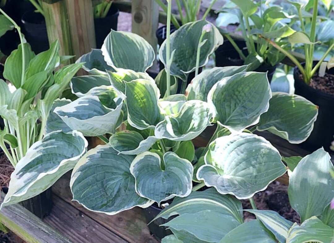 Hosta BLUEBERRY PARFAIT Medium Cupped New Wavy Blue White Round Rare ...