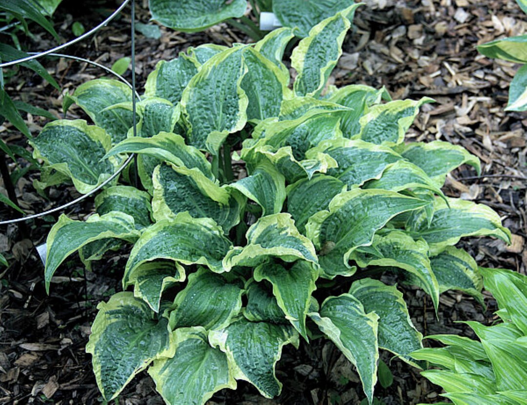 Hosta LEATHER AND LACE Small Dark Textured Unusual Rare New Seldom Seen ...