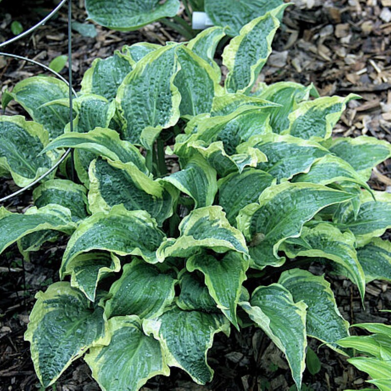 Rare Hostas - Etsy