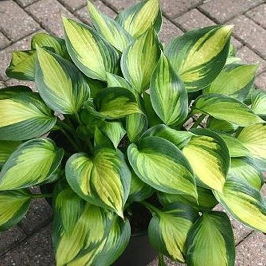 Hosta JUSTINE Small **dormant** Rare Colorful Thick Shiny Tetraploid ...