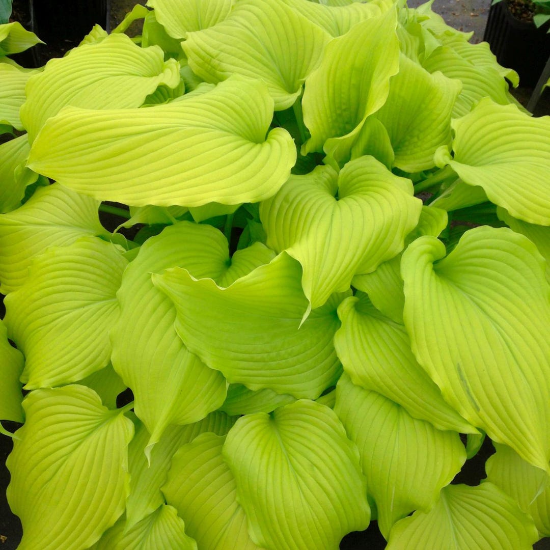 Hosta DANCING QUEEN Medium Yellow Gold Hostas Ruffled Wavy Unusual Plants Perennial = 1 Potted ...