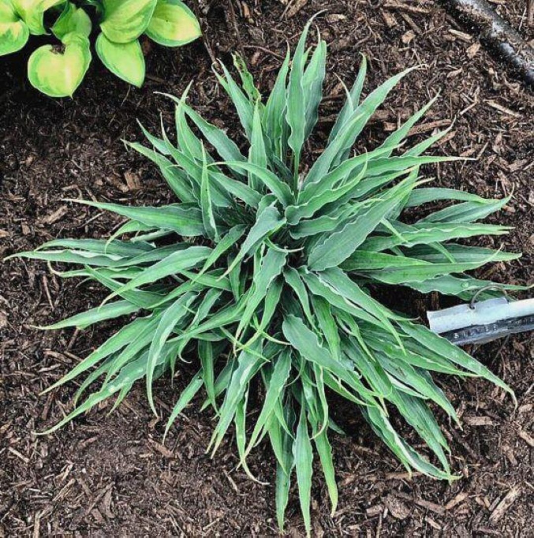 Hosta SILVER TWIST Mini Rare New Little Very Small Blue Limited ...