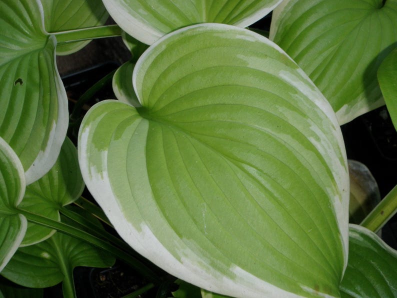 Hosta FRAGRANT BOUQUET Medium Fragrant Fast Dense Blue Ribbon Disease ...