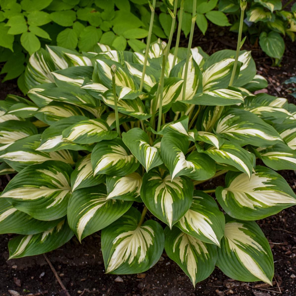 Hosta MISS AMERICA Medium New Shade Plants White Proven Winners Hostas ...
