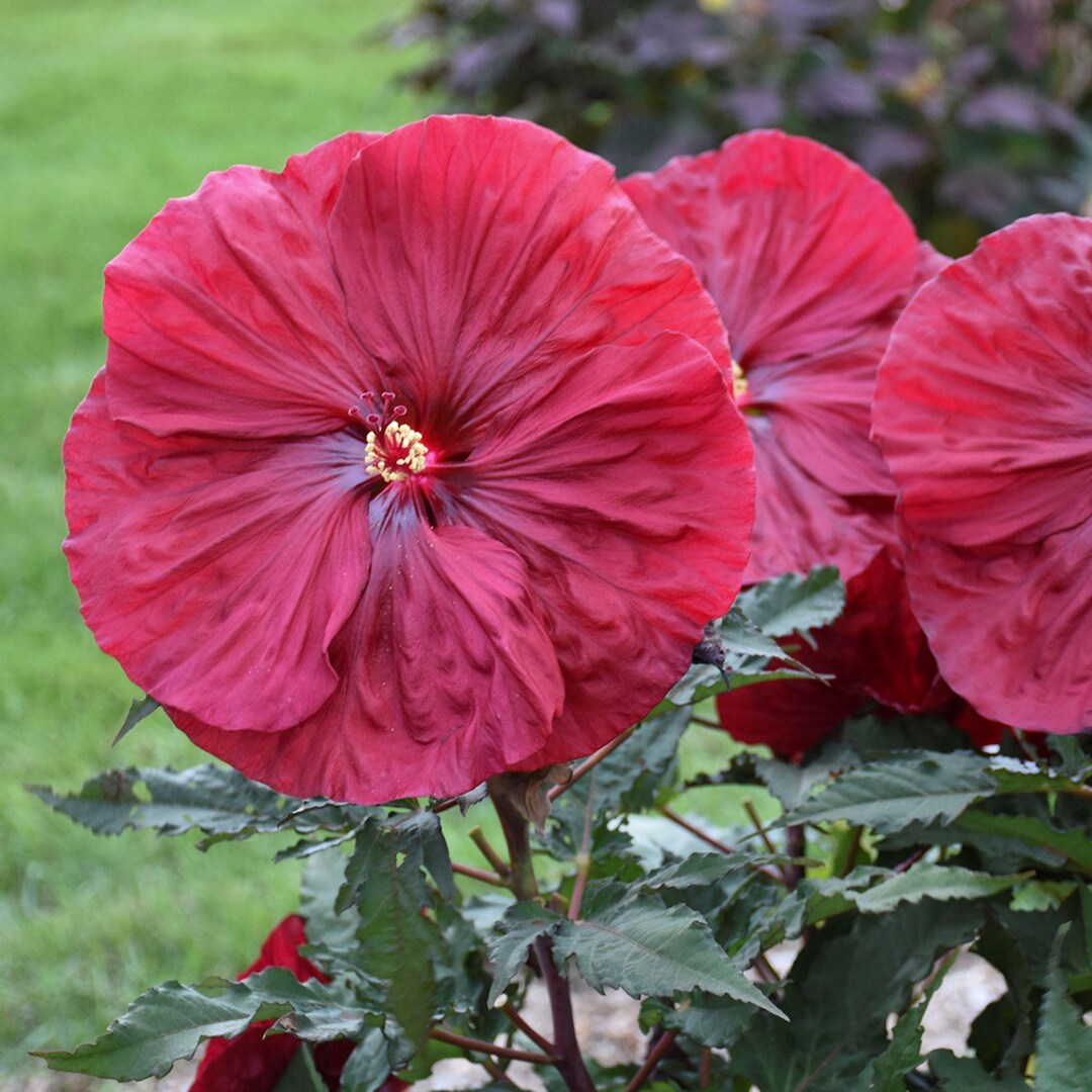 Bush Hibiscus BLACKBERRY MERLOT **dormant** Hardy Big Deep Red Flowers ...