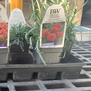 Sun Dianthus CRANBERRY COCKTAIL Double Flowers Pinks Cottage Garden ...