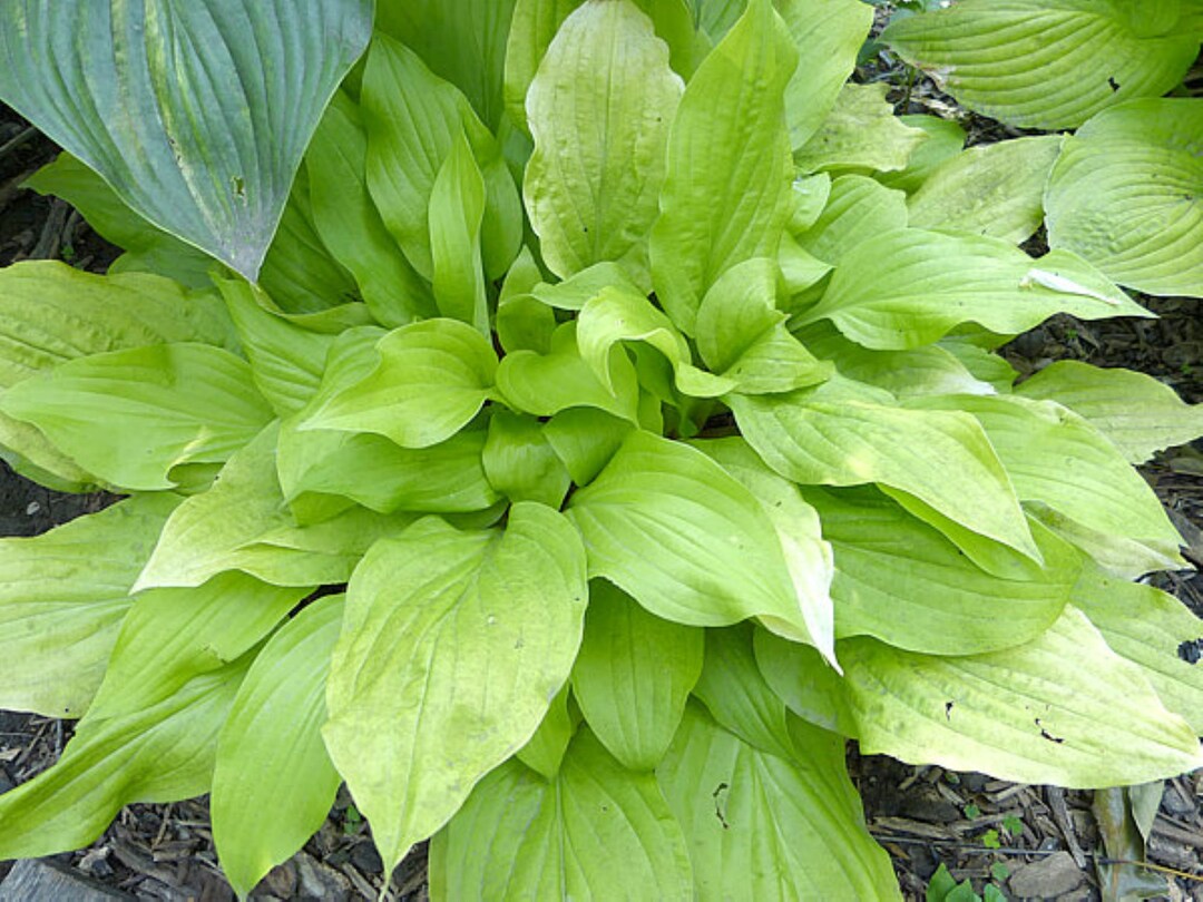 Hosta SUN WORSHIPER Small Bright Yellow Pale Translucent Gold Rare New ...