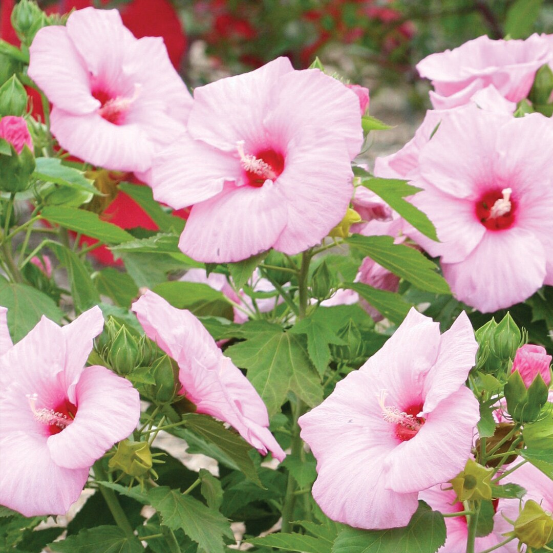 Bush Hibiscus CHERUB Pink Compact Hardy Perennial = 1 Potted Garden ...