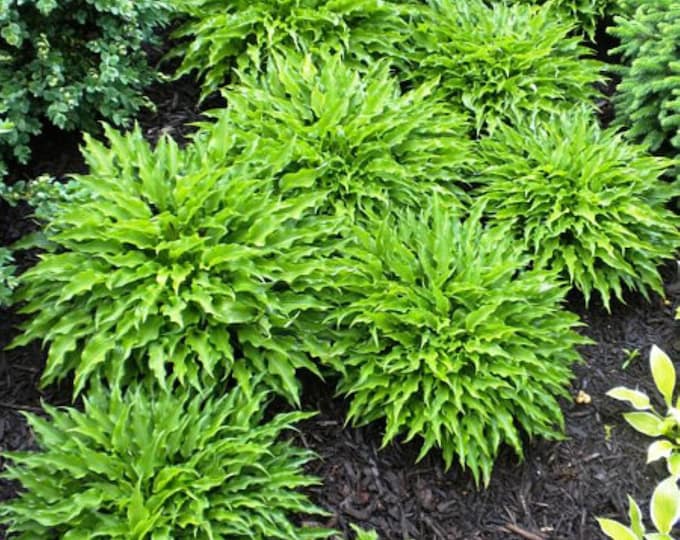 Hosta SPARTAN ARROW Mini Small Tiny Wavy Rippled Rare Perennial = 1 ...