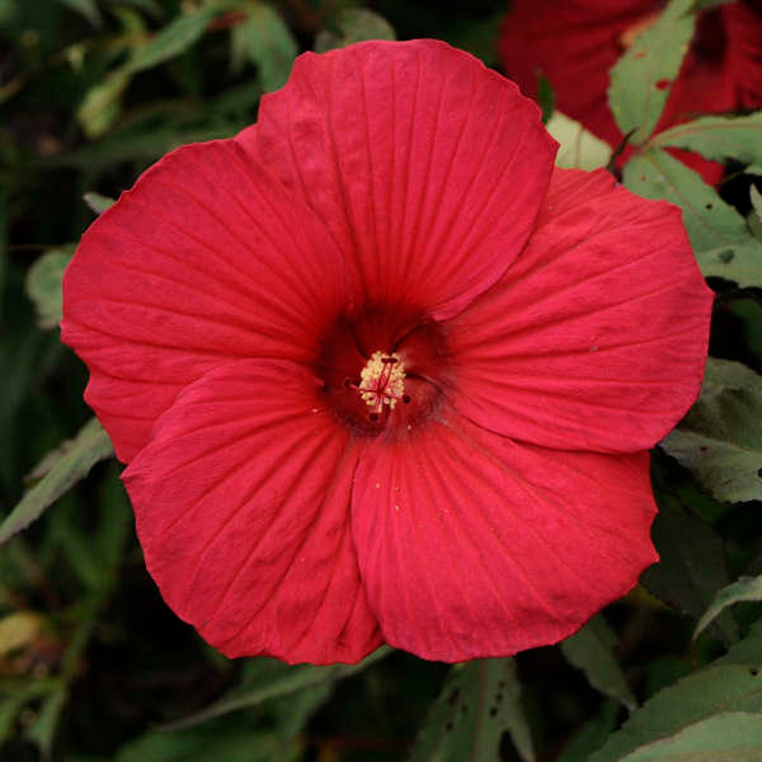 Bush Hibiscus FIREBALL Stunning Huge Red Flowers Hardy Perennial 1 ...