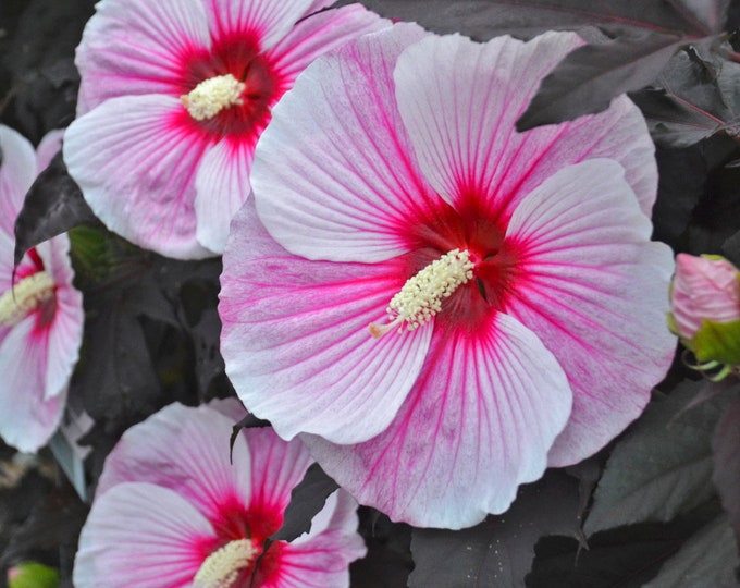 Stolen Kiss Hibiscus Starter Plant (ALL STARTER PLANTS Require You to ...