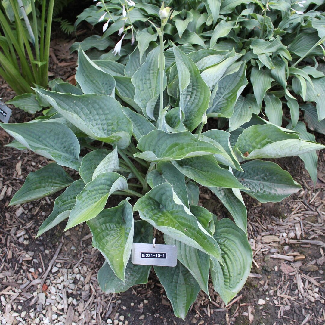 Hosta ROWAN MY BOAT Small New Cupped Folded Seldom Seen Puckered Blue ...