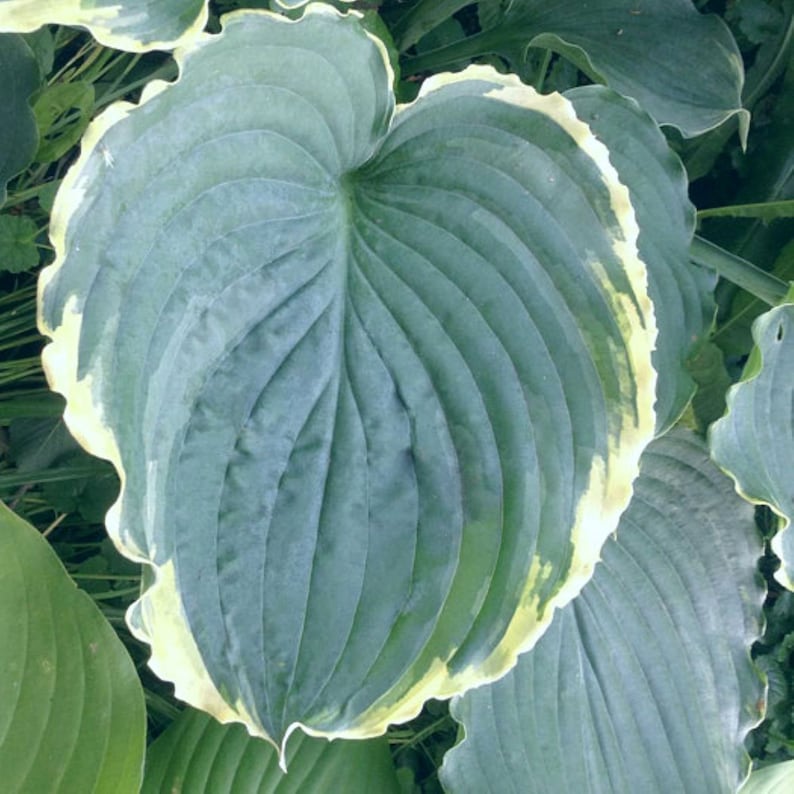 Hosta BLUE JEANS BLING Medium Creamy New Rare Tight Rippled Wavy Frosty ...
