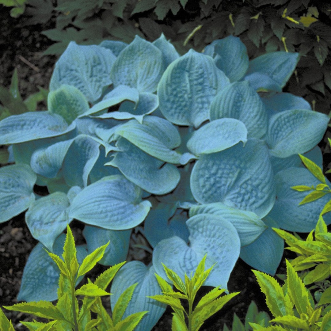 Hosta FRAGRANT BLUE Medium Scented Flowers Thick Leaves Fast Award ...
