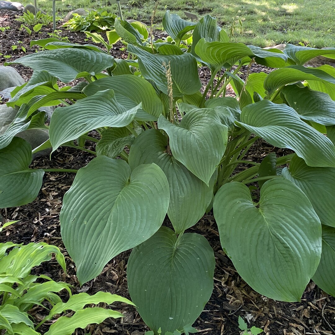 Hosta T-REX Large Thick Giant Huge Gigantic Floppy Green Leaves Pot ...