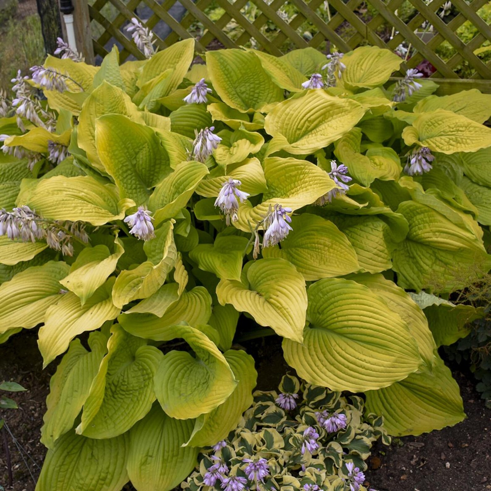 Hosta COAST TO COAST Large Unusual Gold Wavy Corrugated Purple Flowers ...
