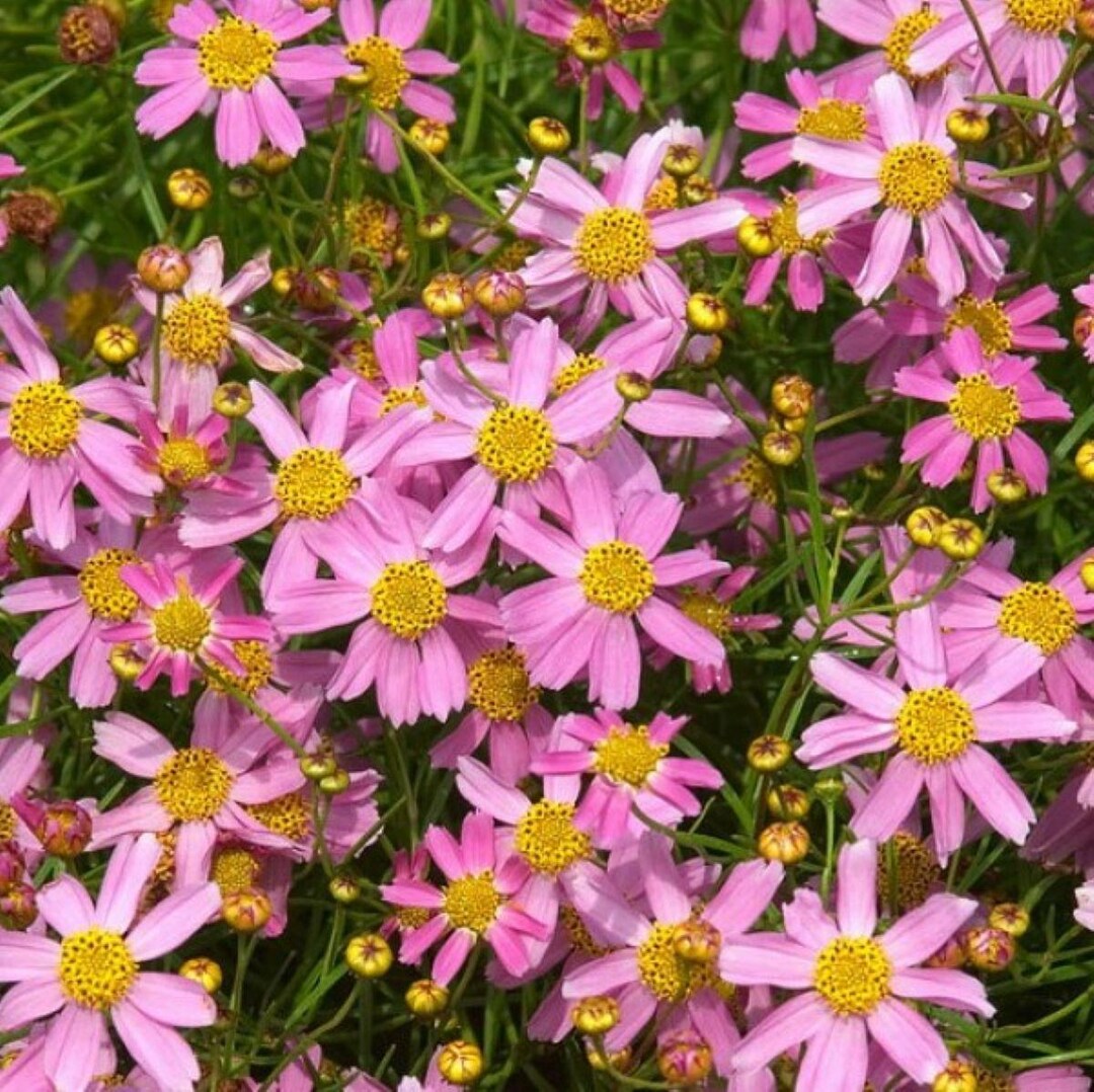 Sun Coreopsis AMERICAN DREAM Pink Native Tickseed Hardy Perennial = 1 ...