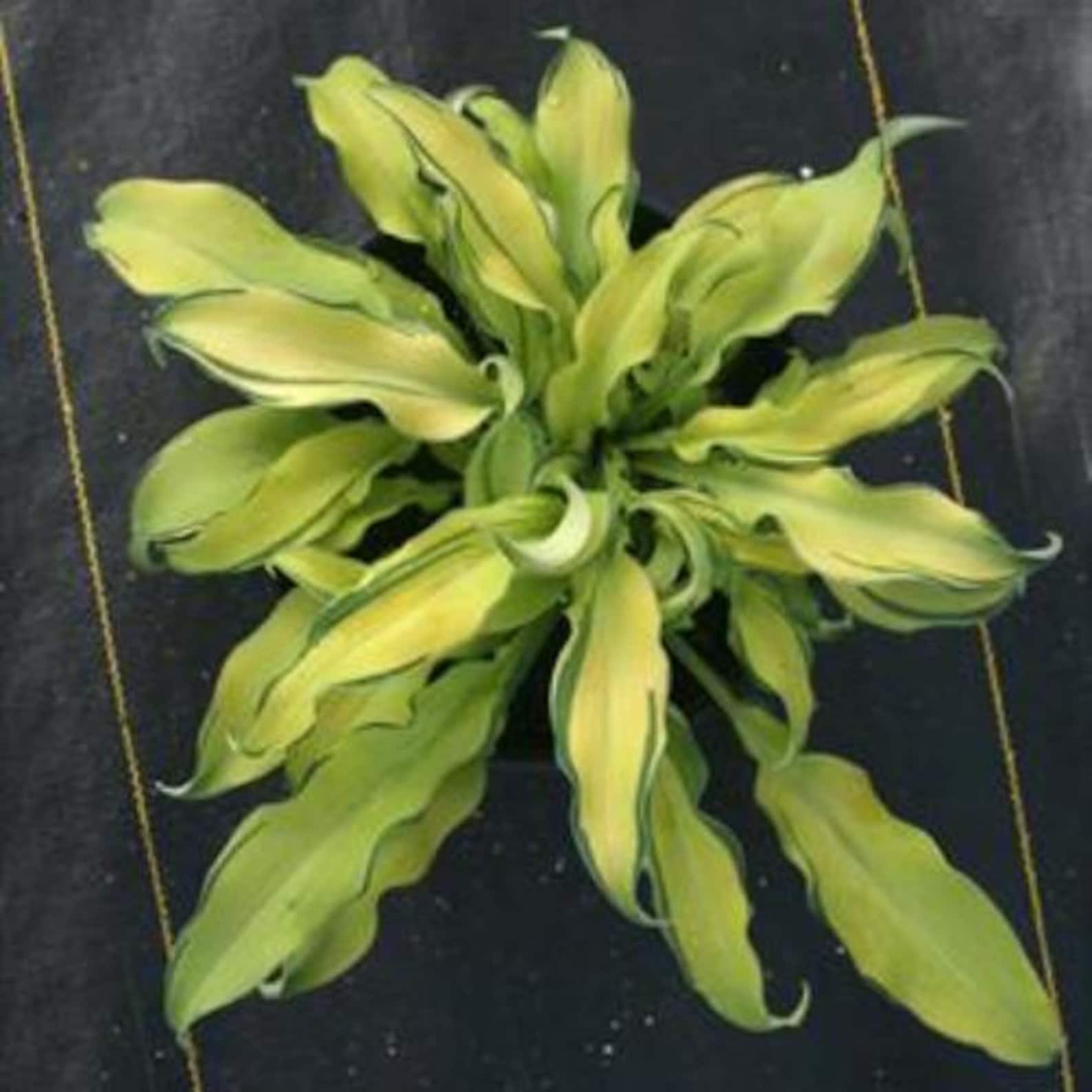 Hosta RIPPLE EFFECT **dormant** Small Rare Thick Wavy Colorful Gold ...