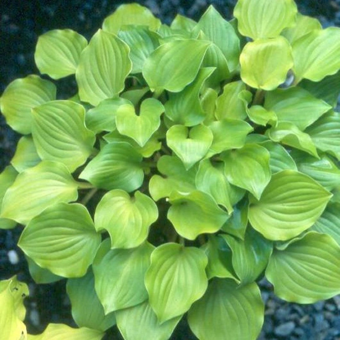 Hosta CRUMB CAKE Mini Rare 2" Pot Tiny Vigorous Little Perennial = 1 ...