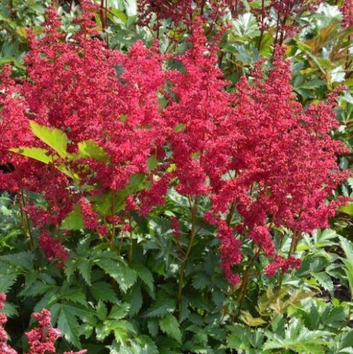 Shade Astilbe LOWLANDS RUBY RED Sun Early Flower Cherry Red False ...