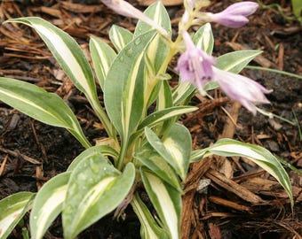 Hosta TIKI BAR Mini Very 2" Pot Small Variegated Rare Perennial = 1 ...