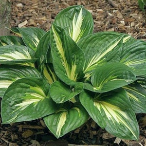 Hosta STING Small Thick Unique Rare New Perennial 1 Potted Garden Plant ...