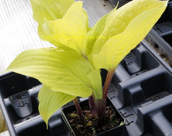 Hosta DESIGNER GENES **dormant** Small Yellow Red Colorful in a Pot ...