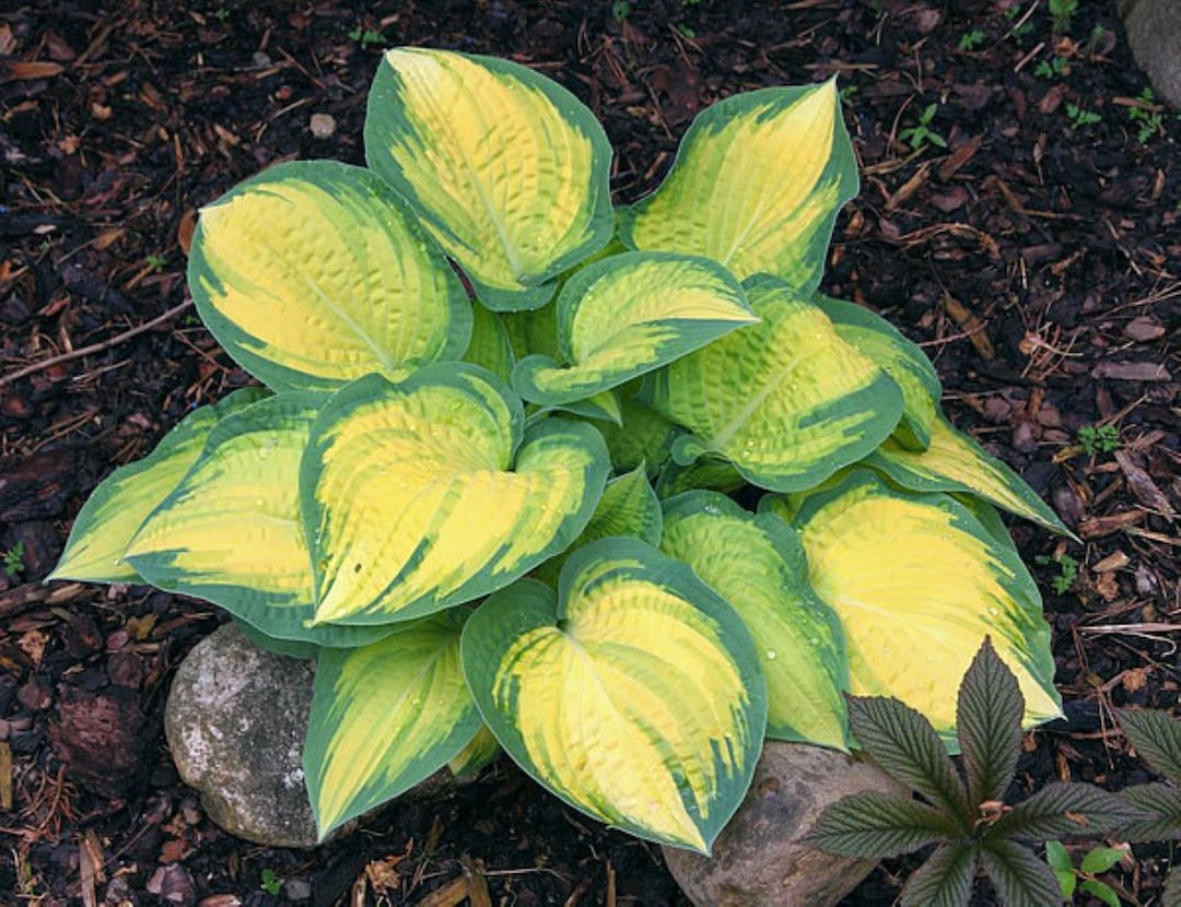 Hosta ORANGE MARMALADE Medium Special Rare Golden-orange Disease-free 2 ...