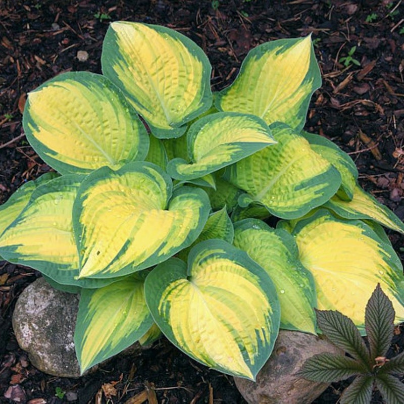 Rare Hosta Seeds - Etsy