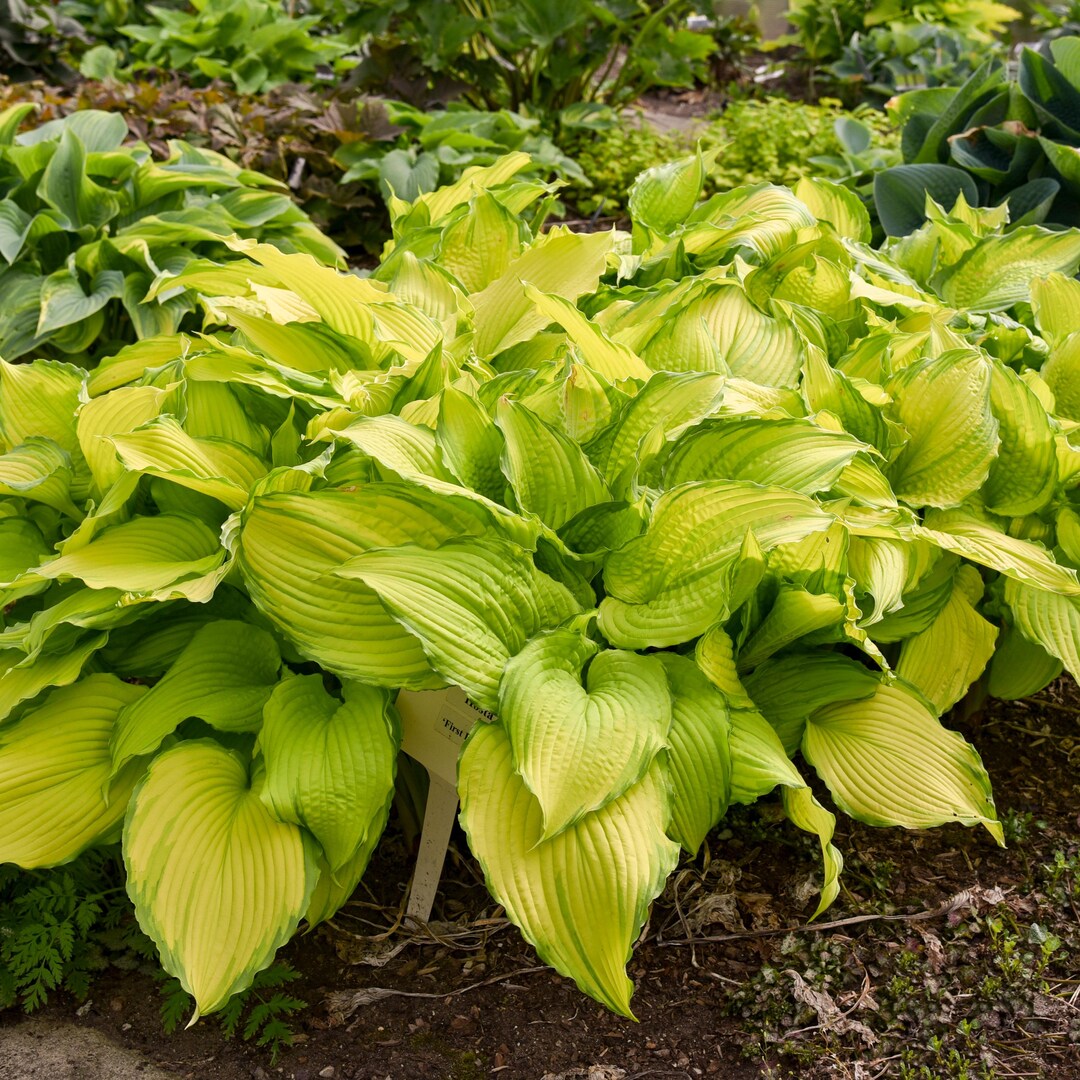 Hosta FIRST DANCE Large Colorful Hostas Wavy Pointed Arching Growing ...