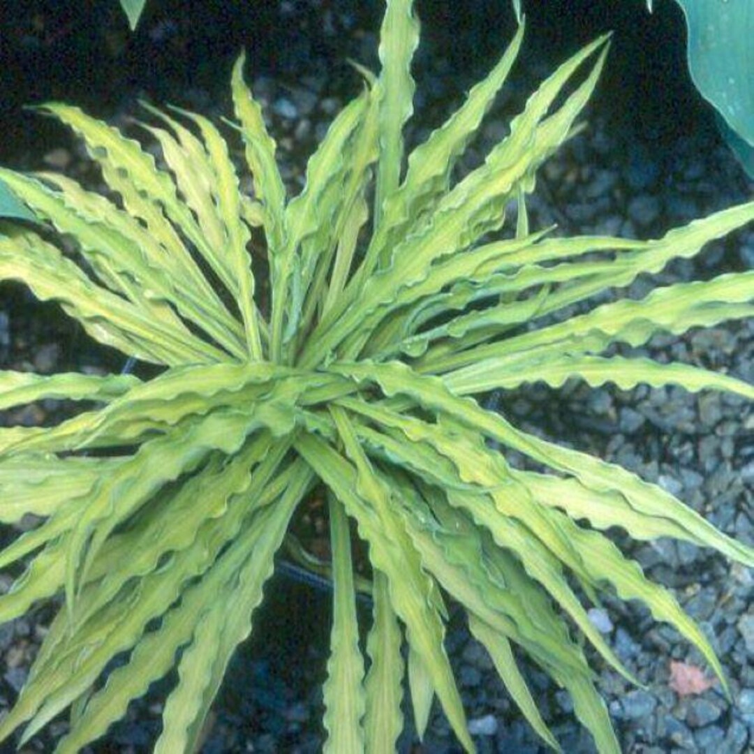 Hosta CURLY FRIES Small Yellow Gold Wavy Long Narrow Award Winner Shade ...