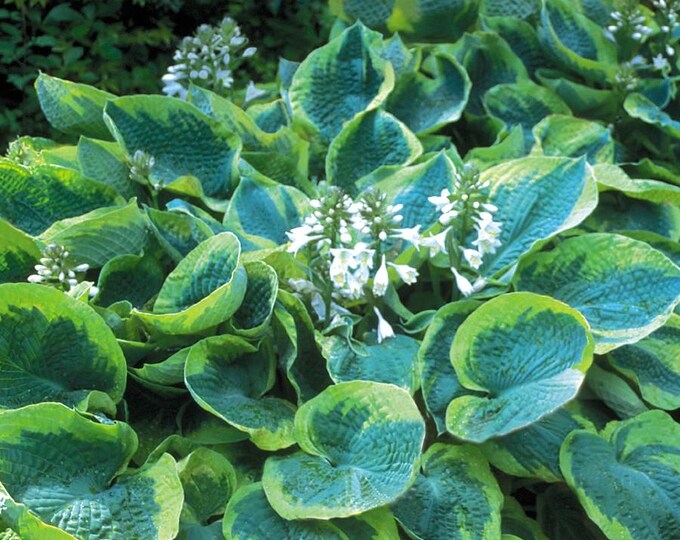 Hosta FRANCES WILLIAMS Large Thick Corrugated Slug Resistant Classic Hostas Growing Perennial ...