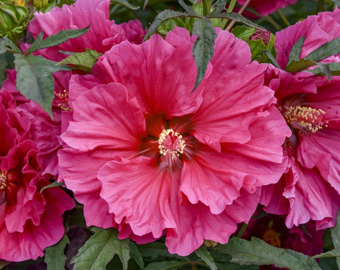 Bush Hibiscus WATERMELON RUFFLES Emerging Unique New Shrub Red Hardy ...