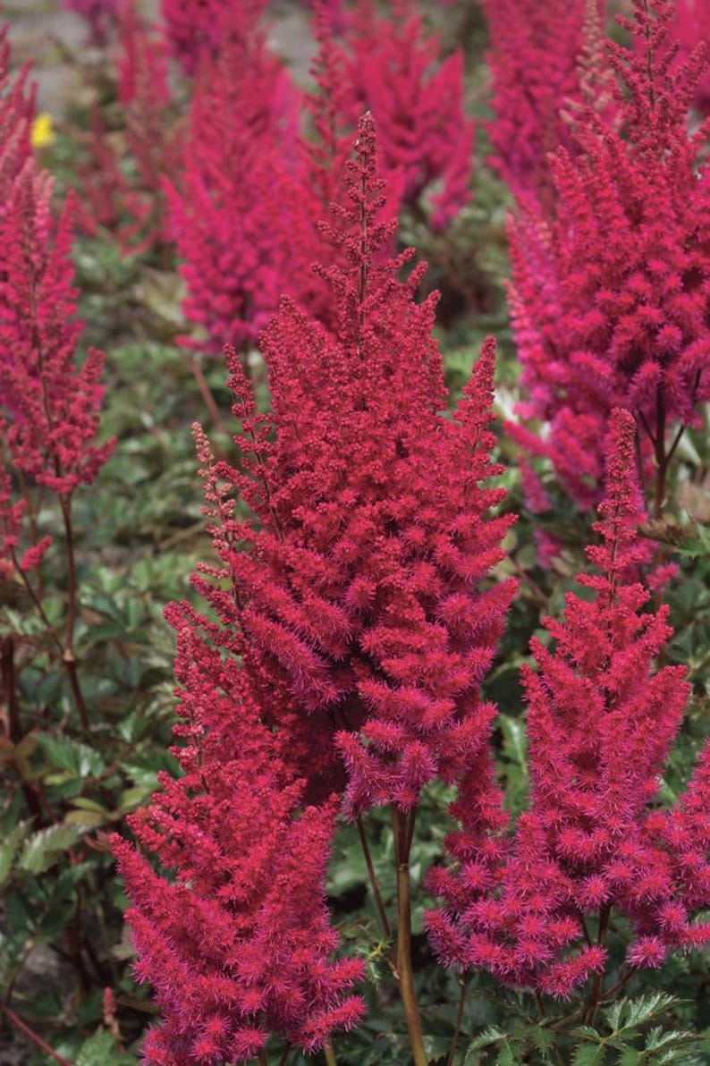 Shade Astilbe LOWLANDS RUBY RED Sun Early Flower Cherry Red False ...