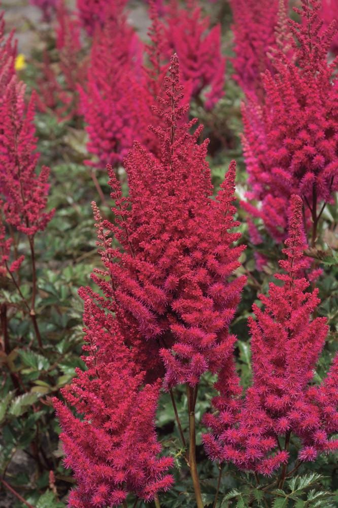 Shade Astilbe LOWLANDS RUBY RED Sun Early Flower Cherry Red False ...