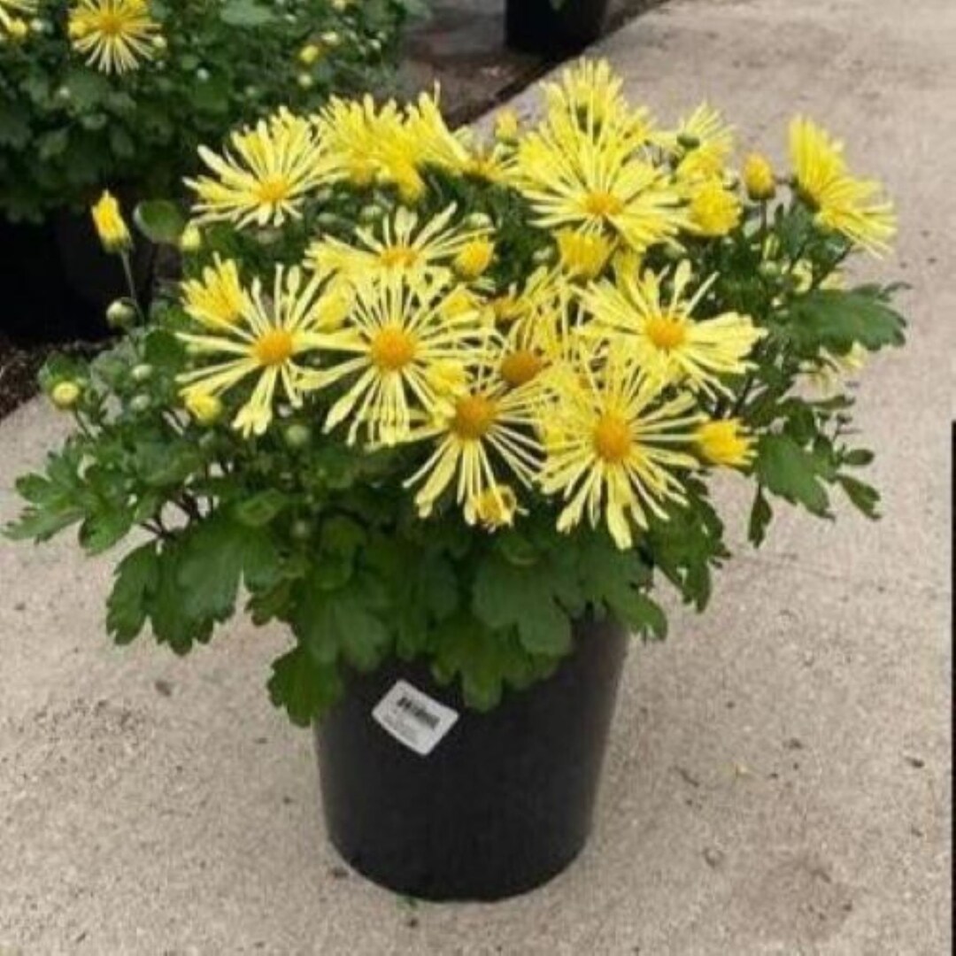 Mum Mammoth YELLOW QUILL Daisy Frilly Flowers Chrysanthemum Hardy ...
