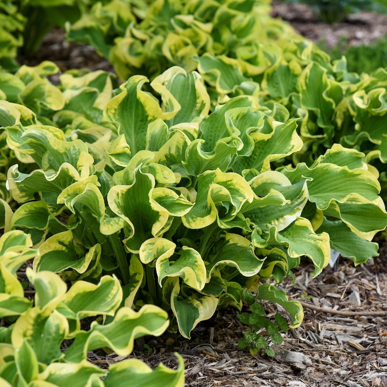 Hosta WHEEE! Small Rare Colorful Thick Wavy Frilly Cupped Slug ...