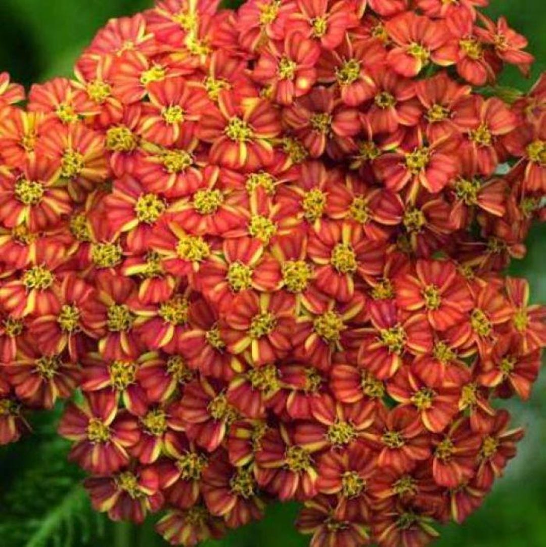 Sun Achillea DESERT EVE TERRACOTTA Compact Orange Yarrow Fast Flowers ...