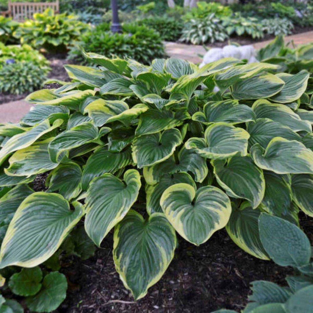 Hosta VICTORY Large Upright Award-winning Big Hosta of the Year 2015 ...