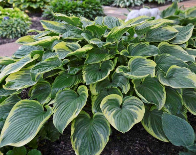 Hosta VICTORY Large Upright Award-winning Big Hosta of the Year 2015 ...