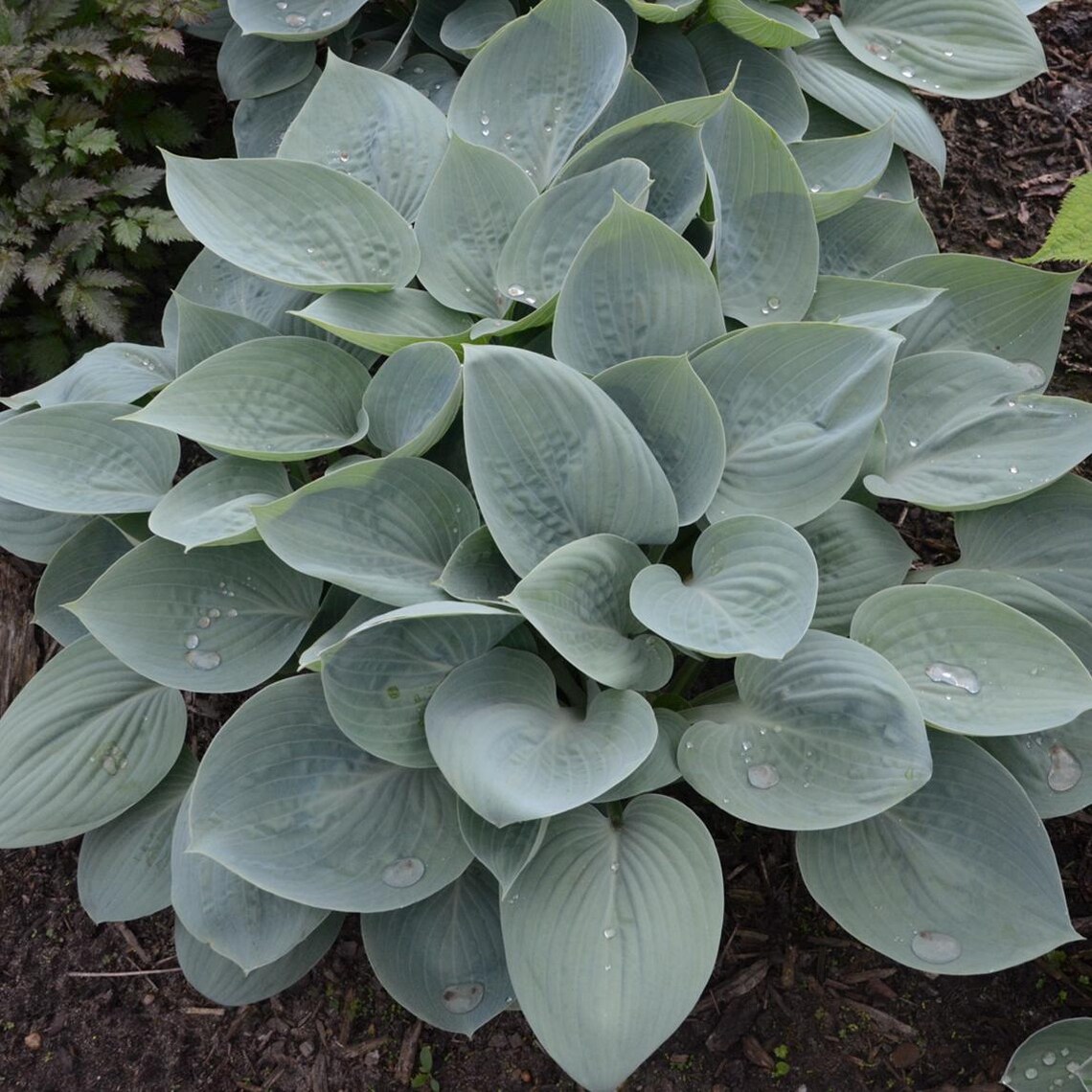Hosta PRAIRIE SKY Small Very Blue Thick Slug Resistant Cupped Rounded ...