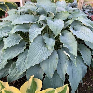 Hosta WIND BENEATH My WINGS Large Giant Blue Hostas Wavy Twisted ...