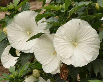 Bush Hibiscus MARSHMALLOW MOON New Pure White Swamp Mallow Shrub Hardy ...