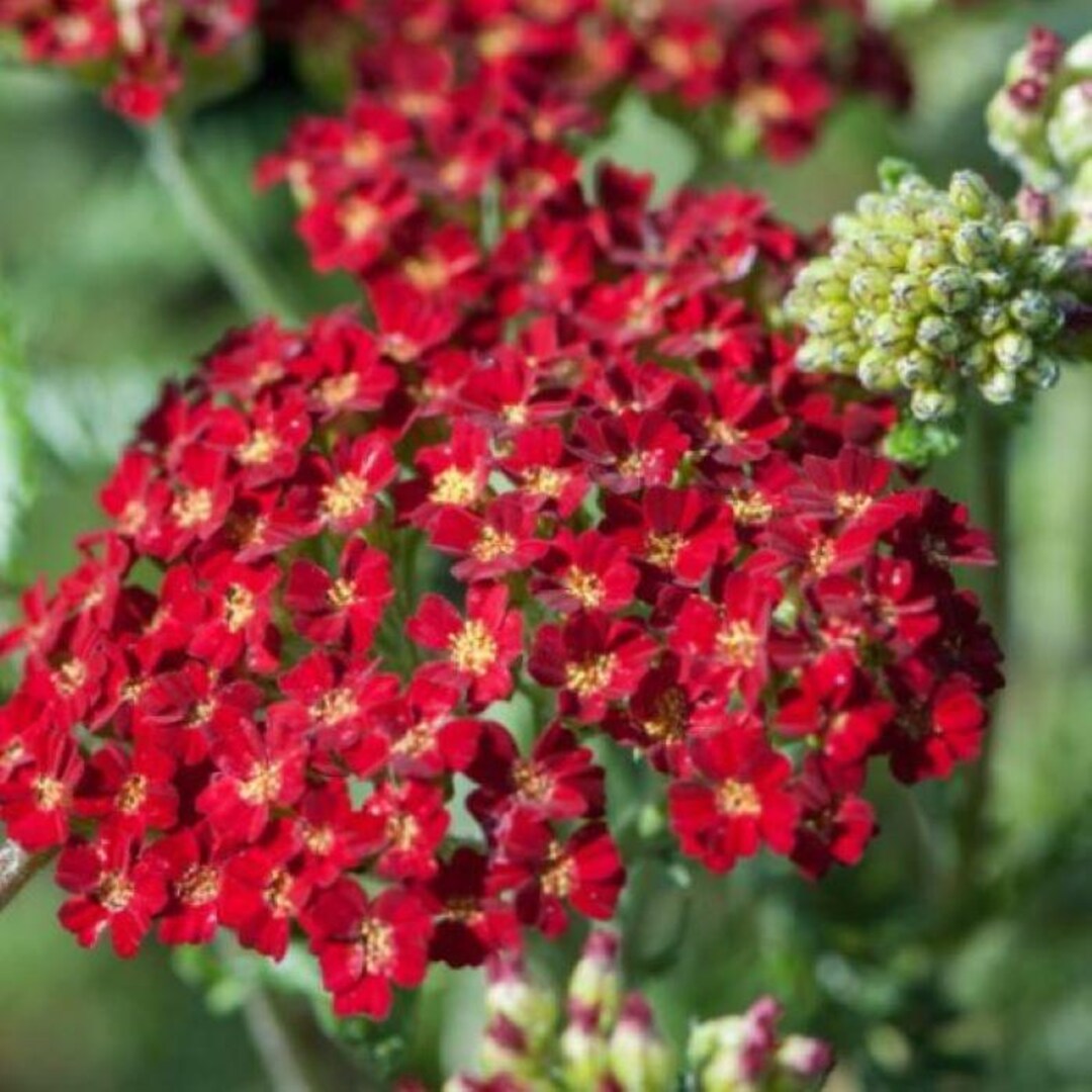 Sun Achillea DESERT EVE RED Compact Short Yarrow Fast Flowers Hardy ...