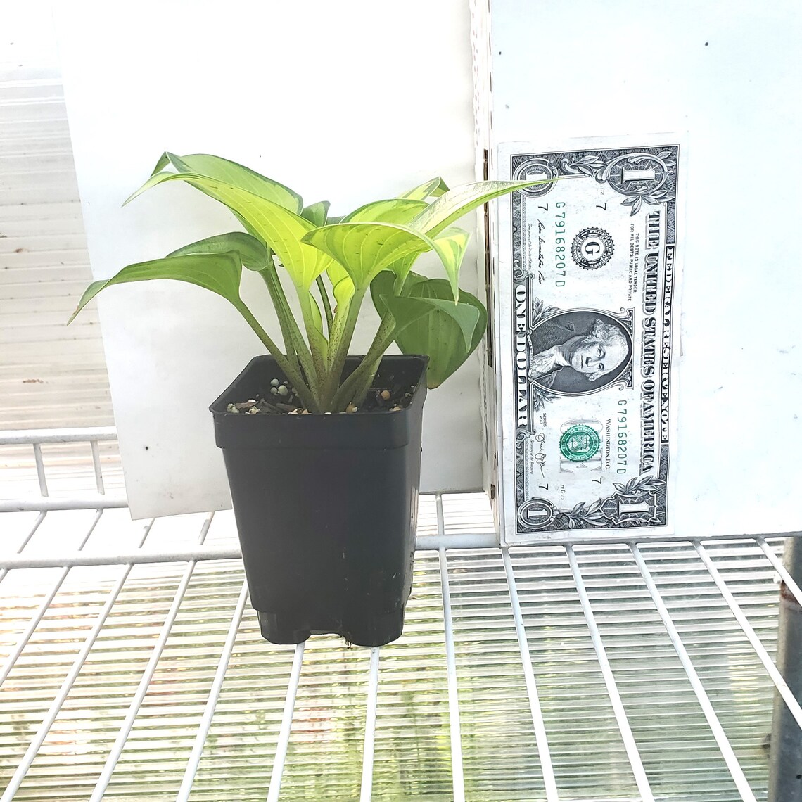Hosta TIKI BAR Mini Very 2" Pot Small Variegated Rare Perennial = 1 ...
