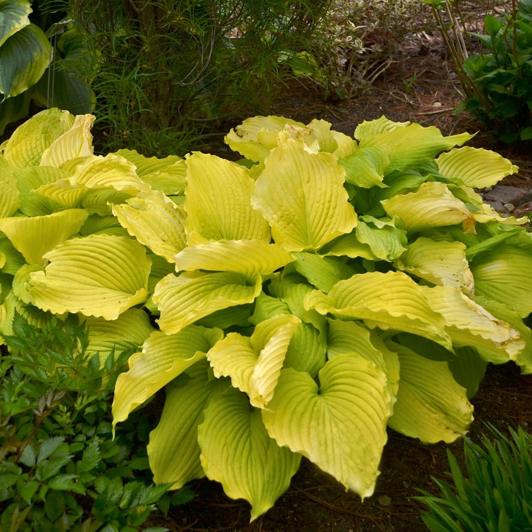 Hosta COAST TO COAST Large Unusual Gold Wavy Corrugated Purple Flowers ...