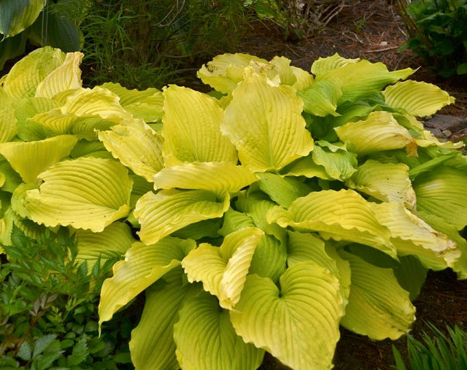 Hosta COAST TO COAST Large Unusual Gold Wavy Corrugated Purple Flowers ...