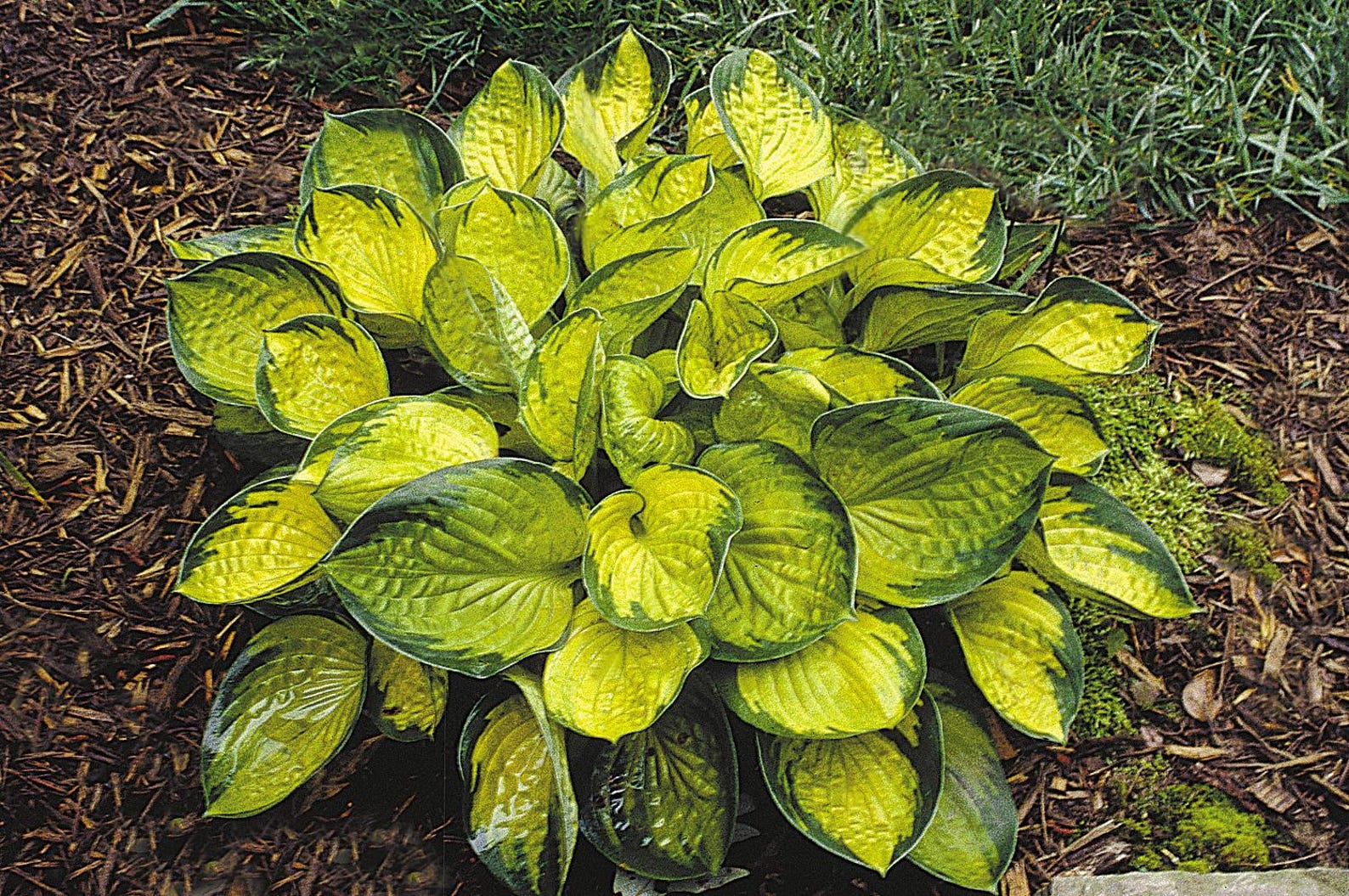 Hosta RAINFOREST SUNRISE Small Hostas of the Year Thick Easy Gold Sale ...