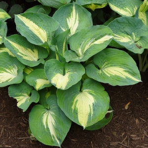 Hosta DREAM QUEEN Medium Thick Cupped Blue Yellow Round Corrugated ...