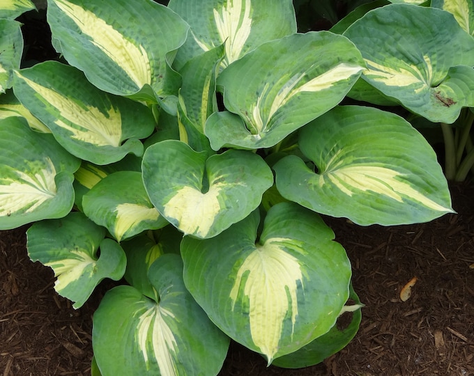 Hosta SEDUCER Large Proven Winners Sieboldiana Very Big Mr Asch ...